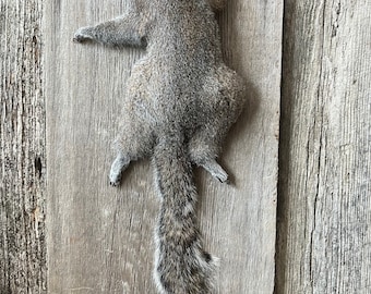 Squirrel Taxidermy, Red Squirrel Mount, Adirondack Red Squirrel ...