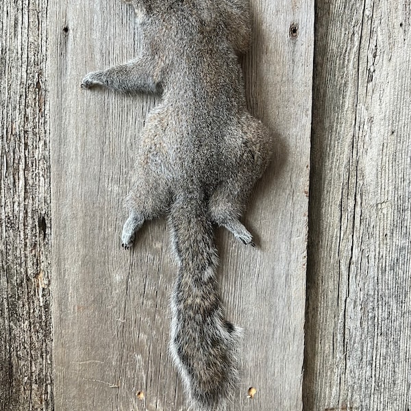 Full Body Animal Mount - Etsy