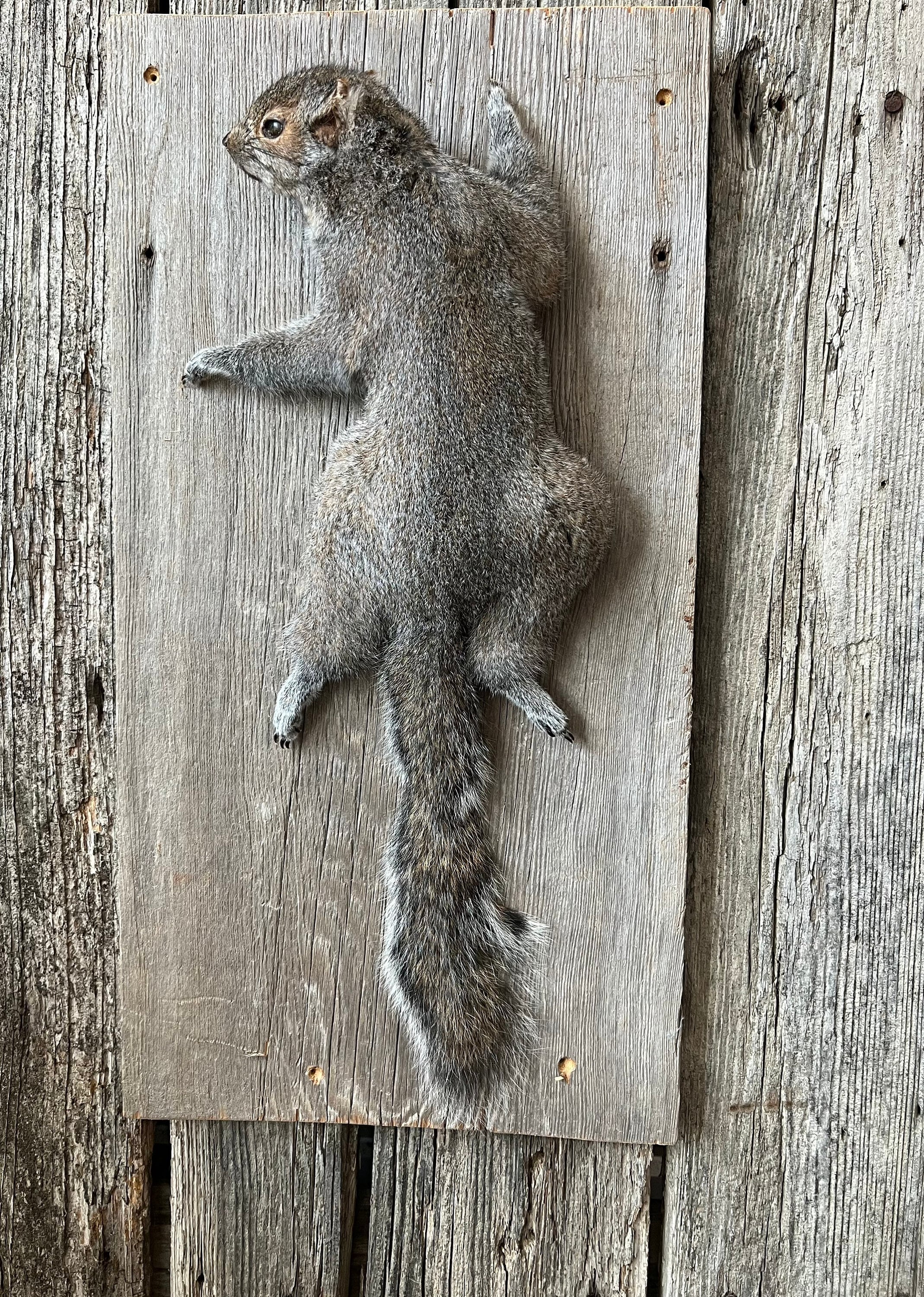 Grey Squirrel Full Body Mount - Etsy