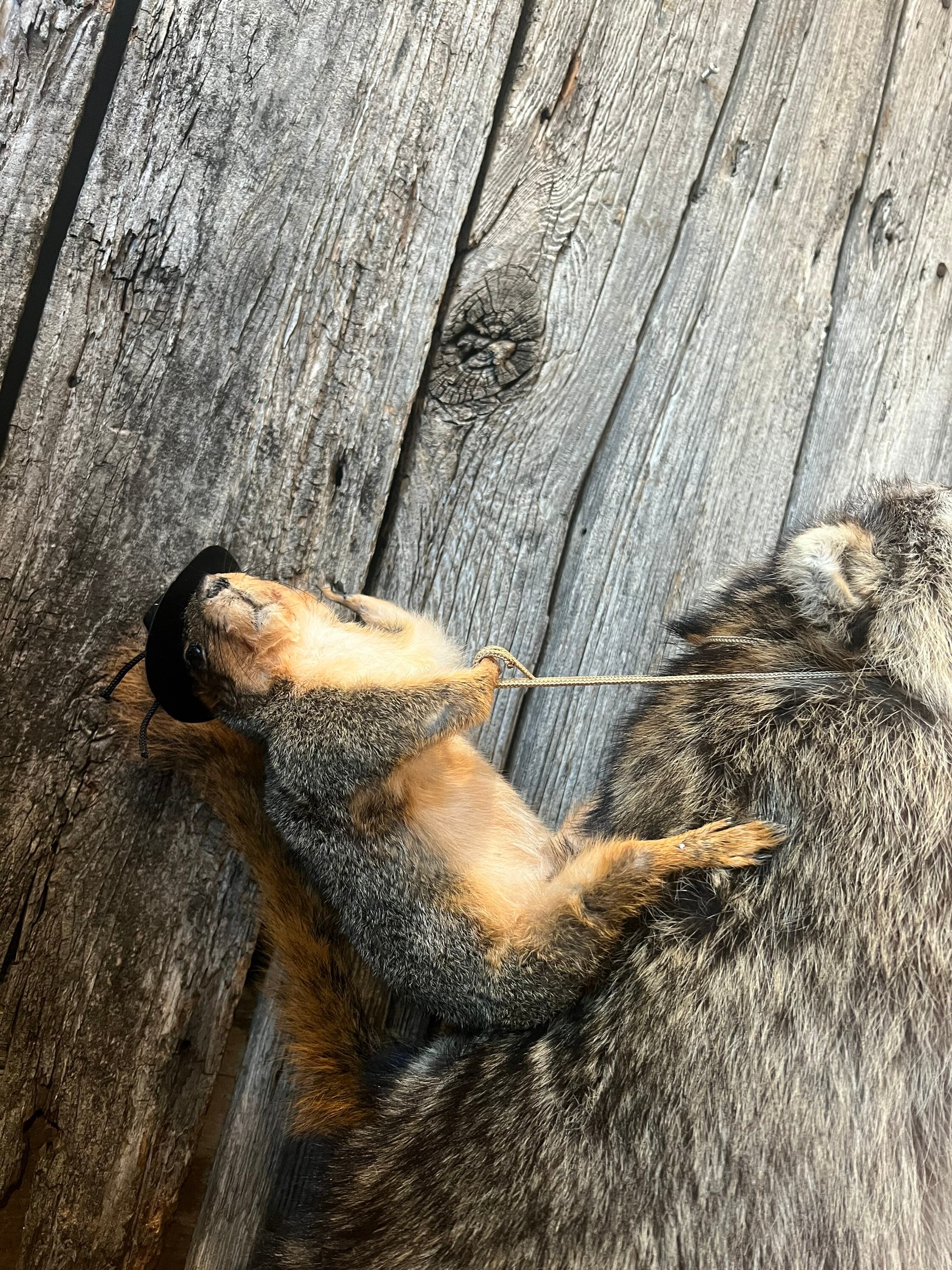 TEXAS EDITION Cowboy Squirrel Riding Raccoon Mount - Etsy