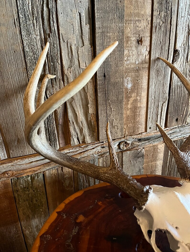 8 Point Whitetail European Mount - Etsy