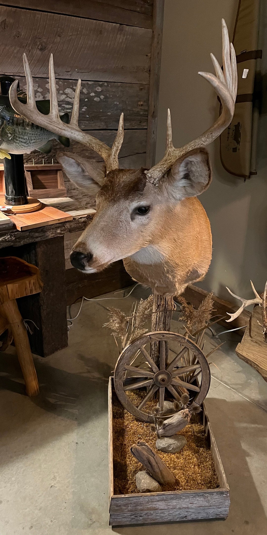 Mule Deer Pedestal Mount - Etsy