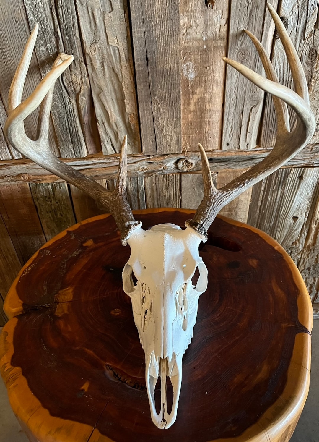 8 Point Whitetail European Mount - Etsy