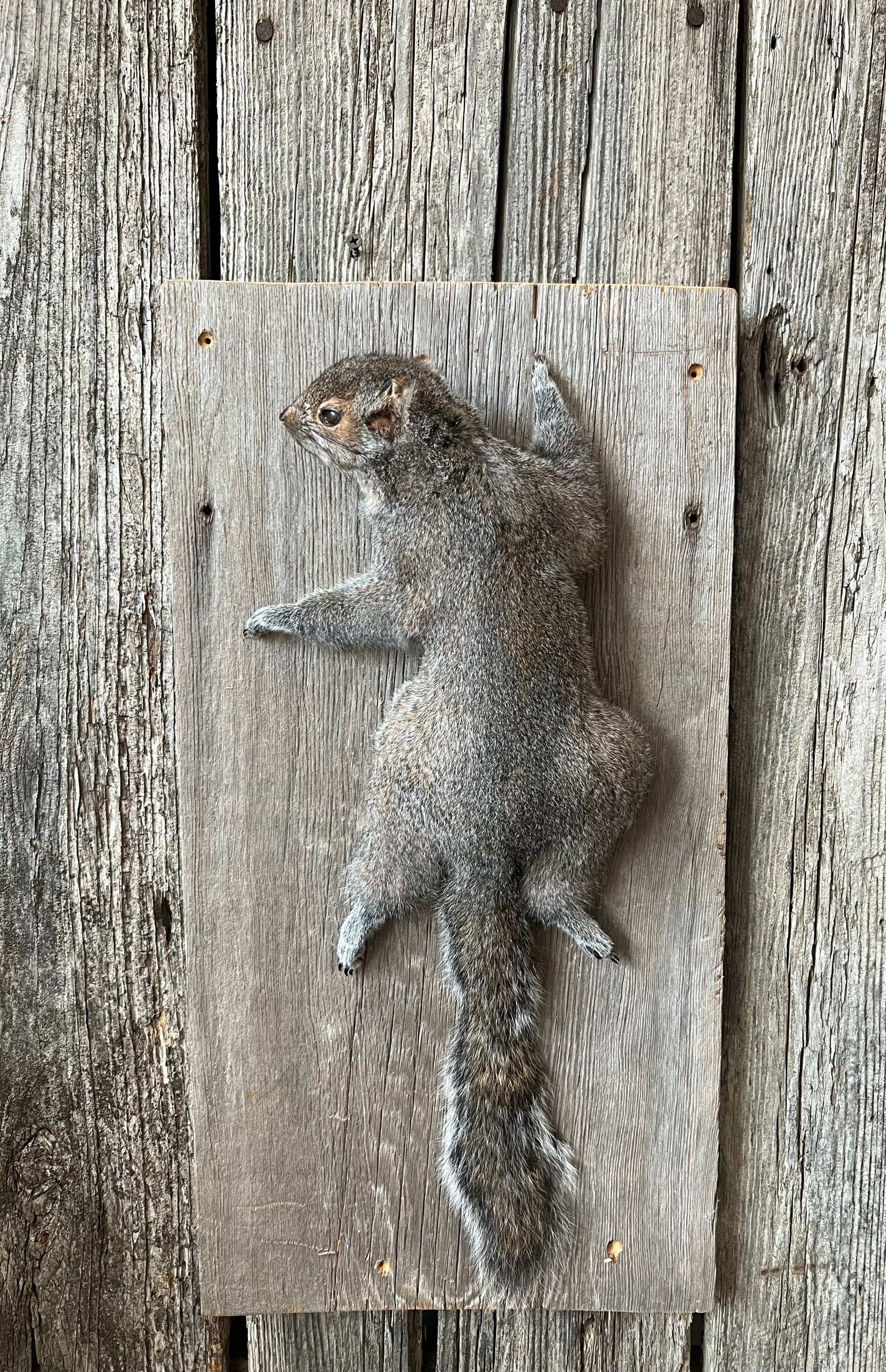 Grey Squirrel Full Body Mount - Etsy