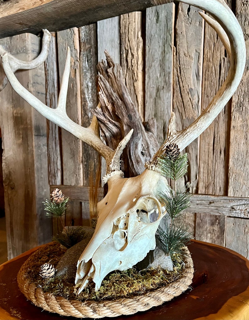 Scenic Whitetail Deer Skull - Etsy
