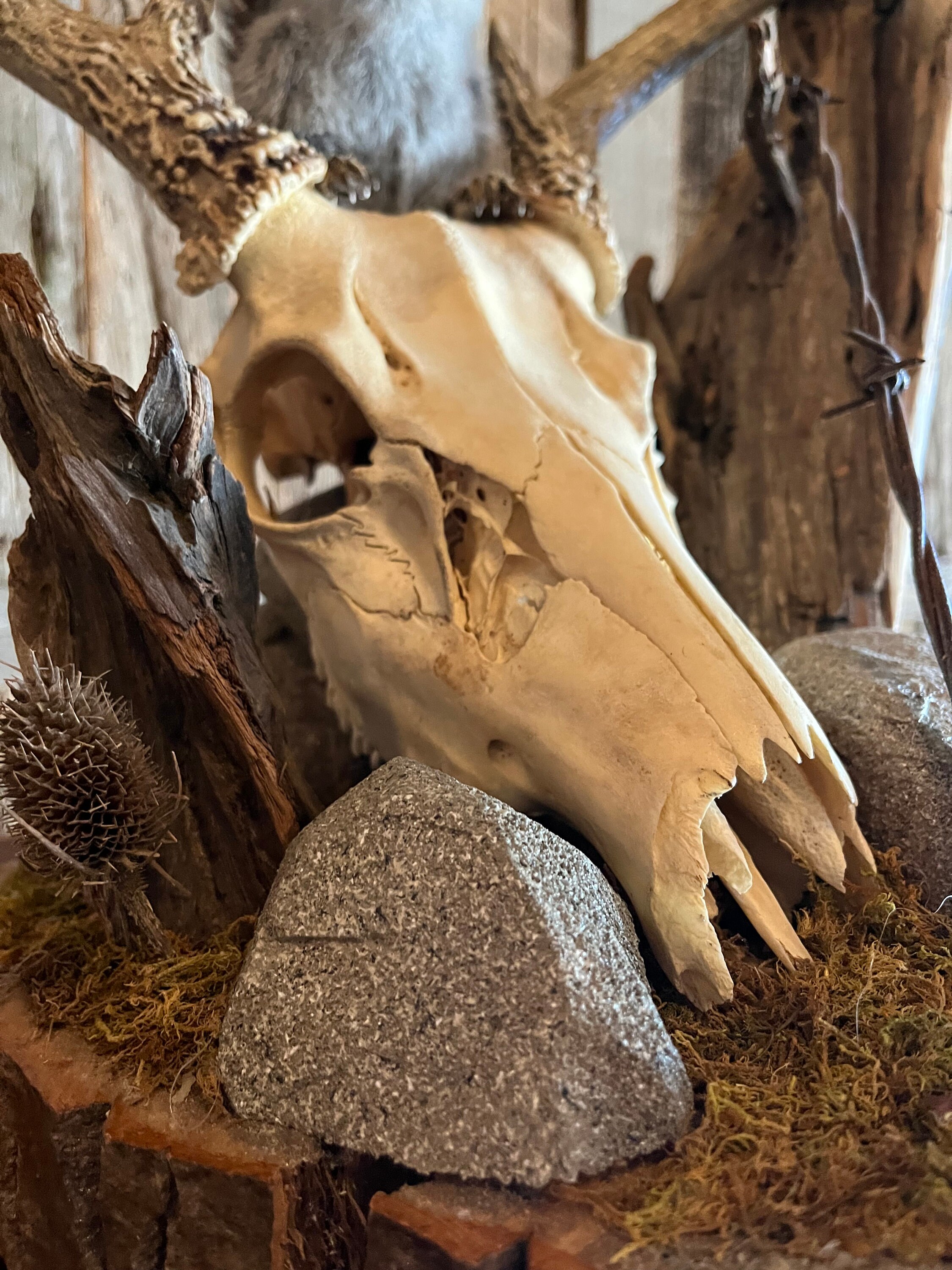 Full Body Squirrel Mount - Etsy