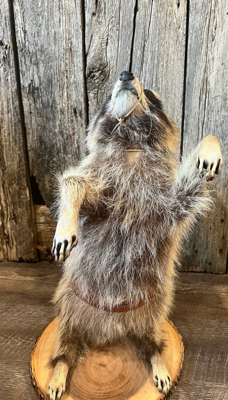 TEXAS EDITION Cowboy Squirrel Riding Raccoon Mount - Etsy