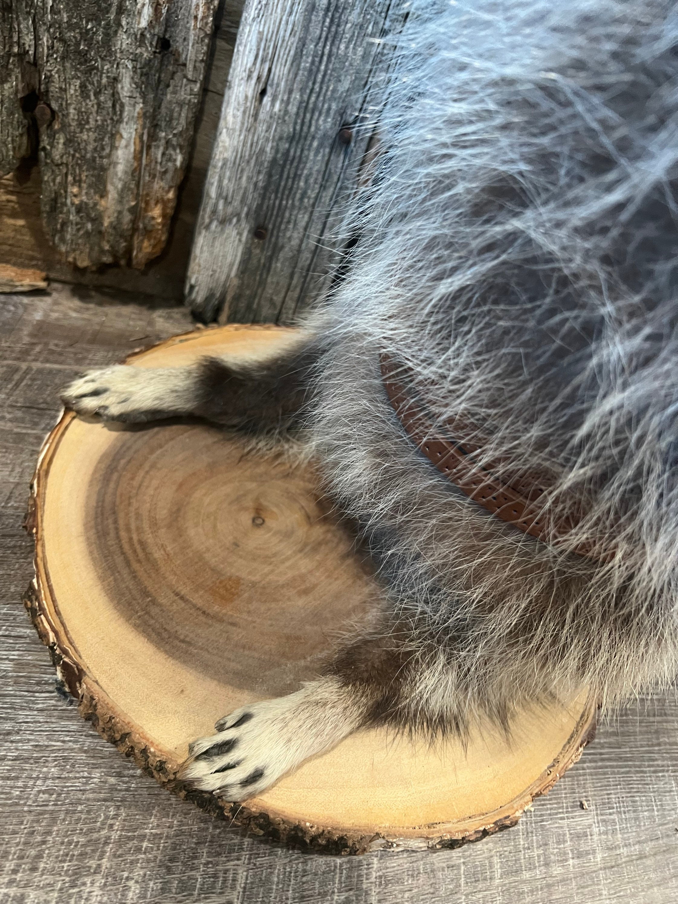 TEXAS EDITION Cowboy Squirrel Riding Raccoon Mount - Etsy