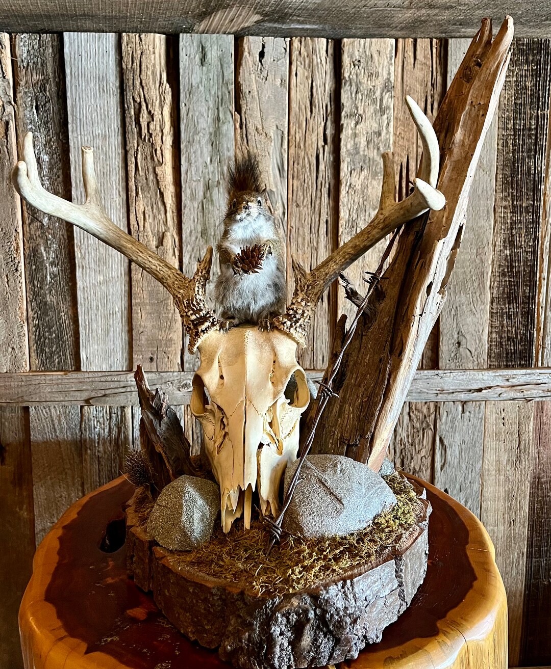 Full Body Squirrel Mount - Etsy