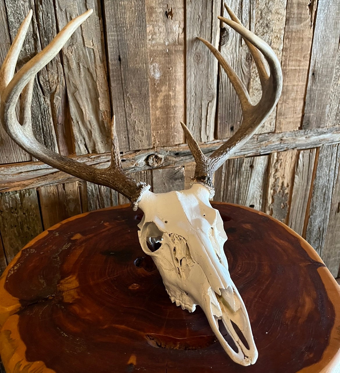 8 Point Whitetail European Mount - Etsy