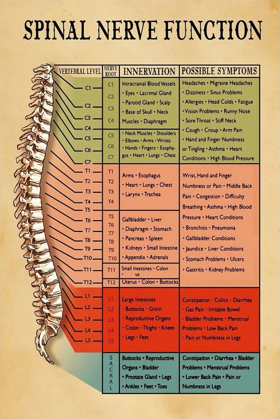 Spinal Nerve Chart Pdf