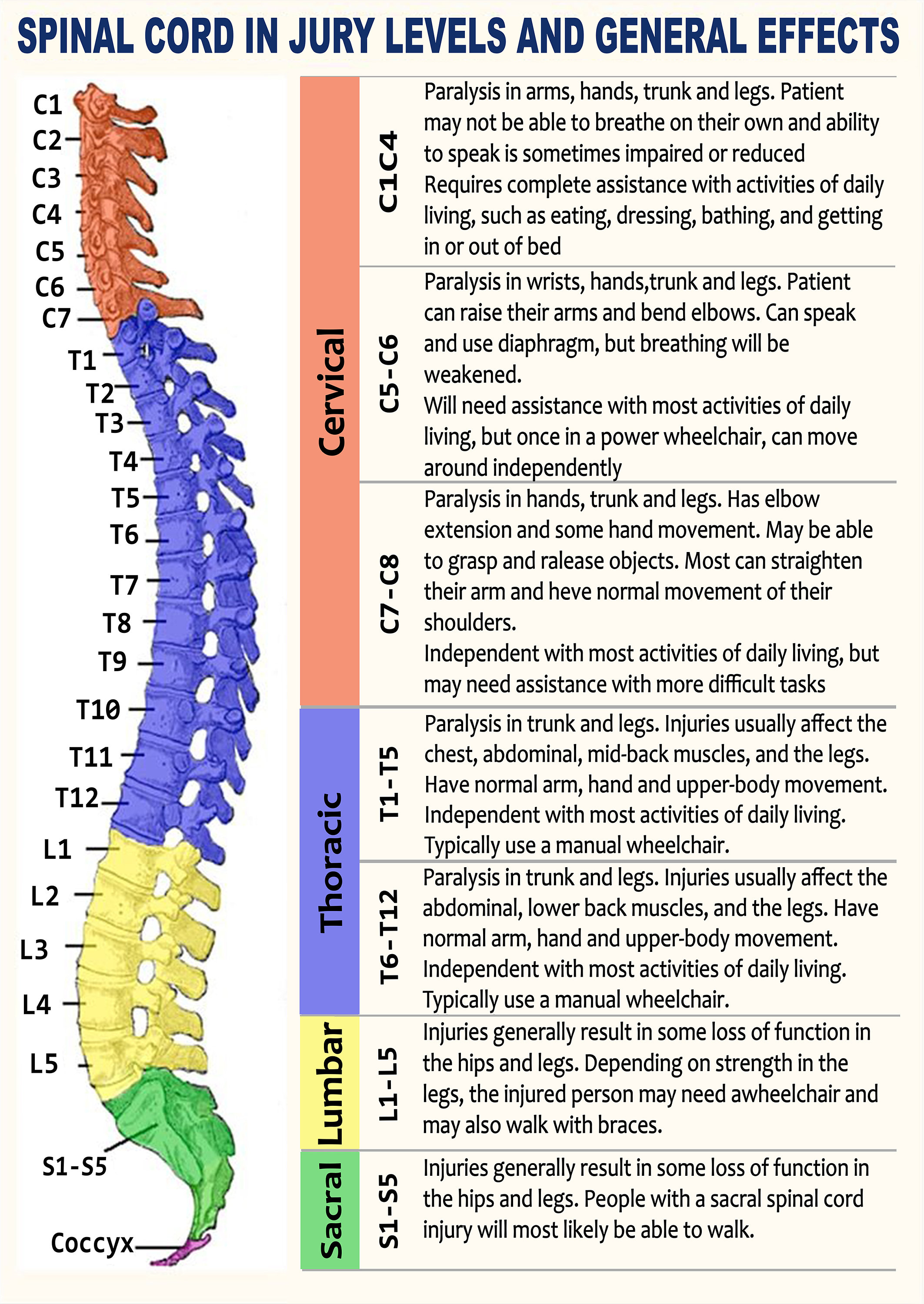 Chiropractor Spinal Cord Injury Levels Wall Decor Art Print Poster - Etsy