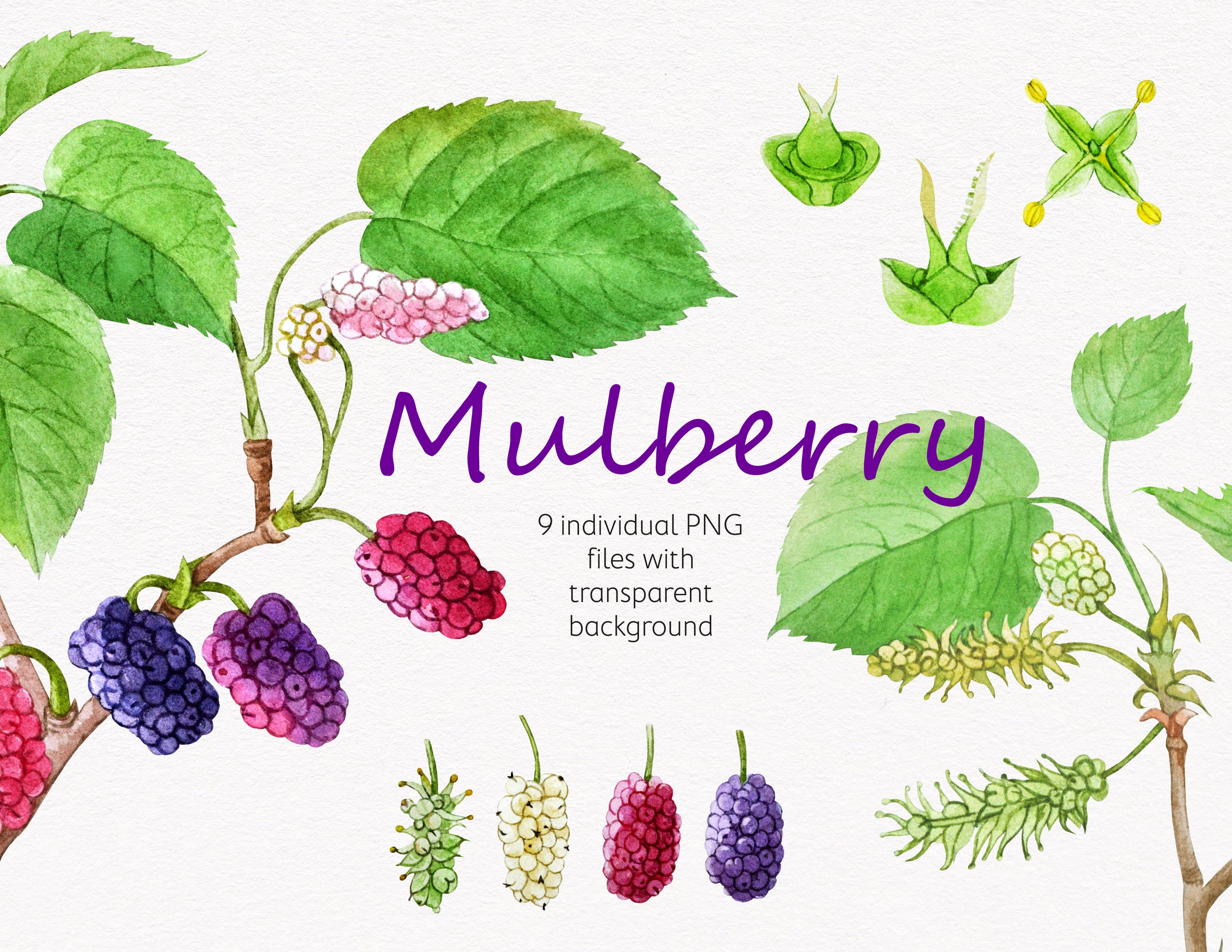 Watercolor Mulberry Individual PNG Clipart. Botanical Illustration ...