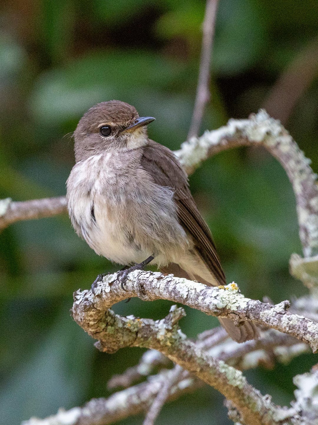 African Dusky Flycatcher, Kirstenbosch Botanical Gardens, Cape Town - Etsy