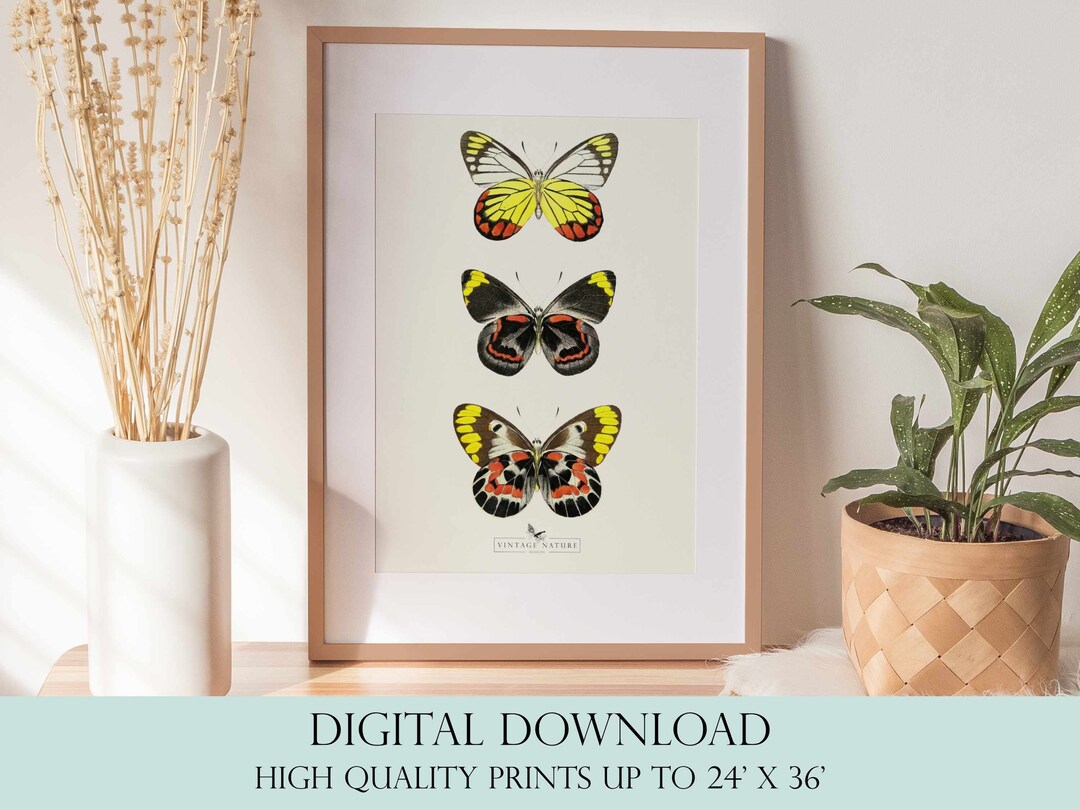 Butterfly Print | Vintage Decor | PRINTABLE Wall Art | Instant Download ...