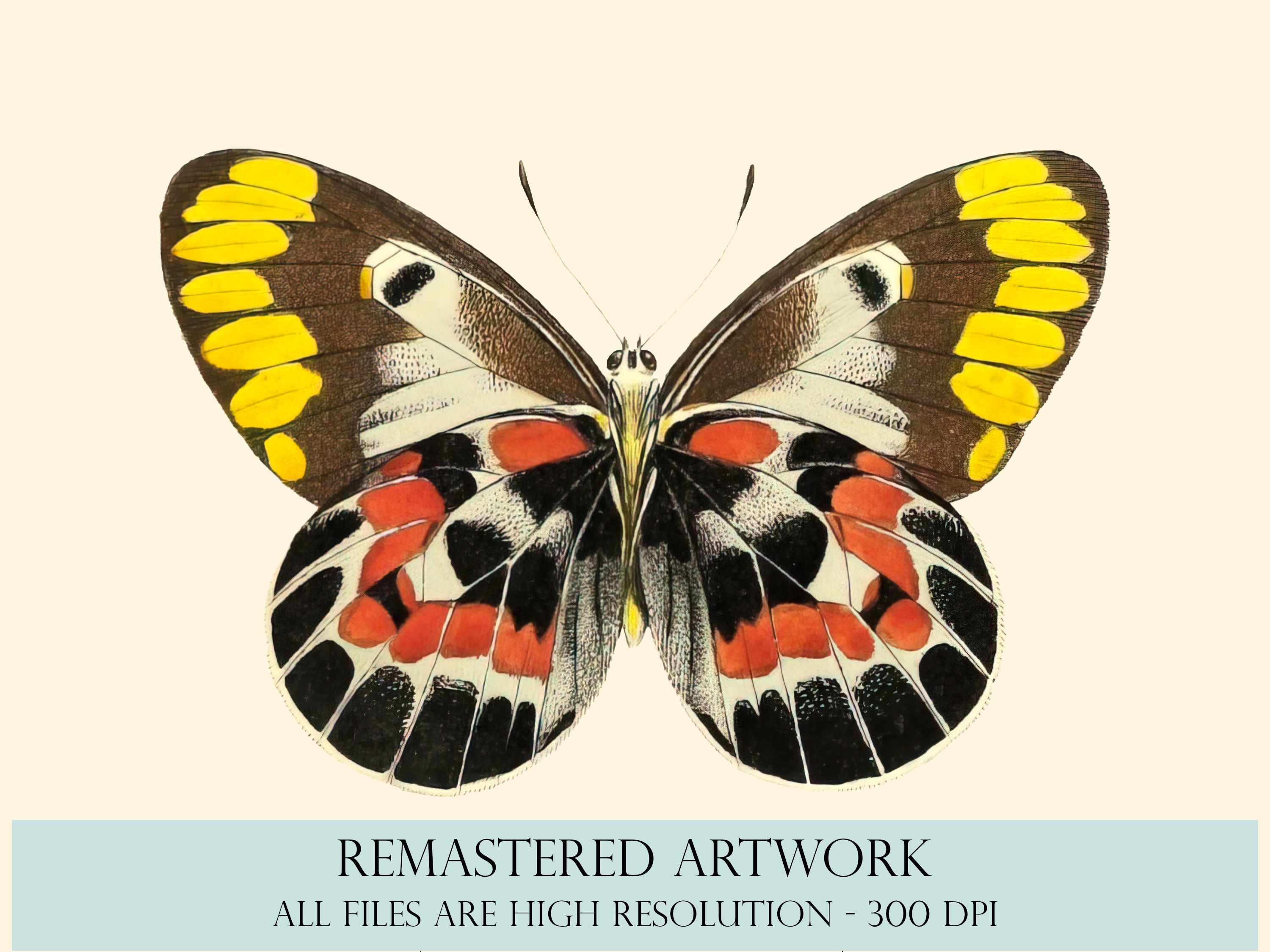 Butterfly Print | Vintage Decor | PRINTABLE Wall Art | Instant Download ...