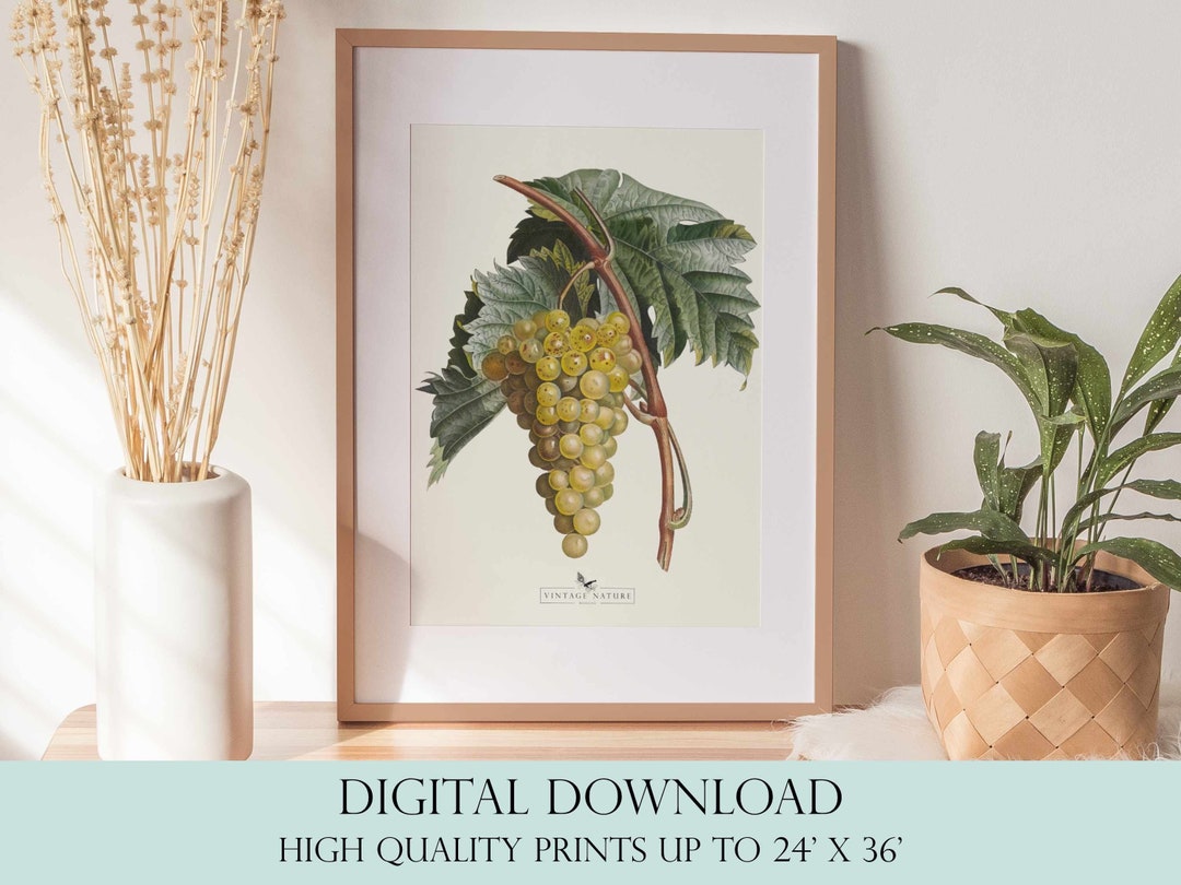 Grape Print | Fruit Wall Art | Vintage Decor | PRINTABLE Wall Art ...