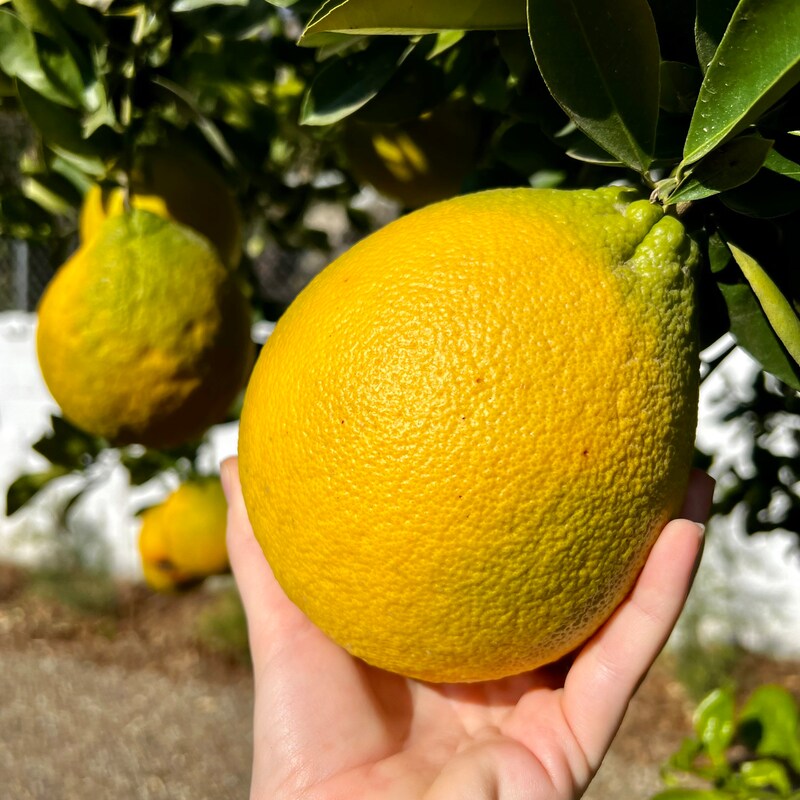 Pomelo - Etsy