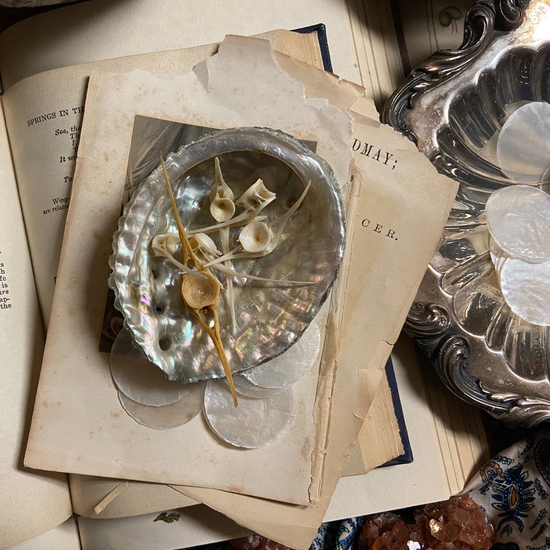 Fish Vertebrae - Etsy