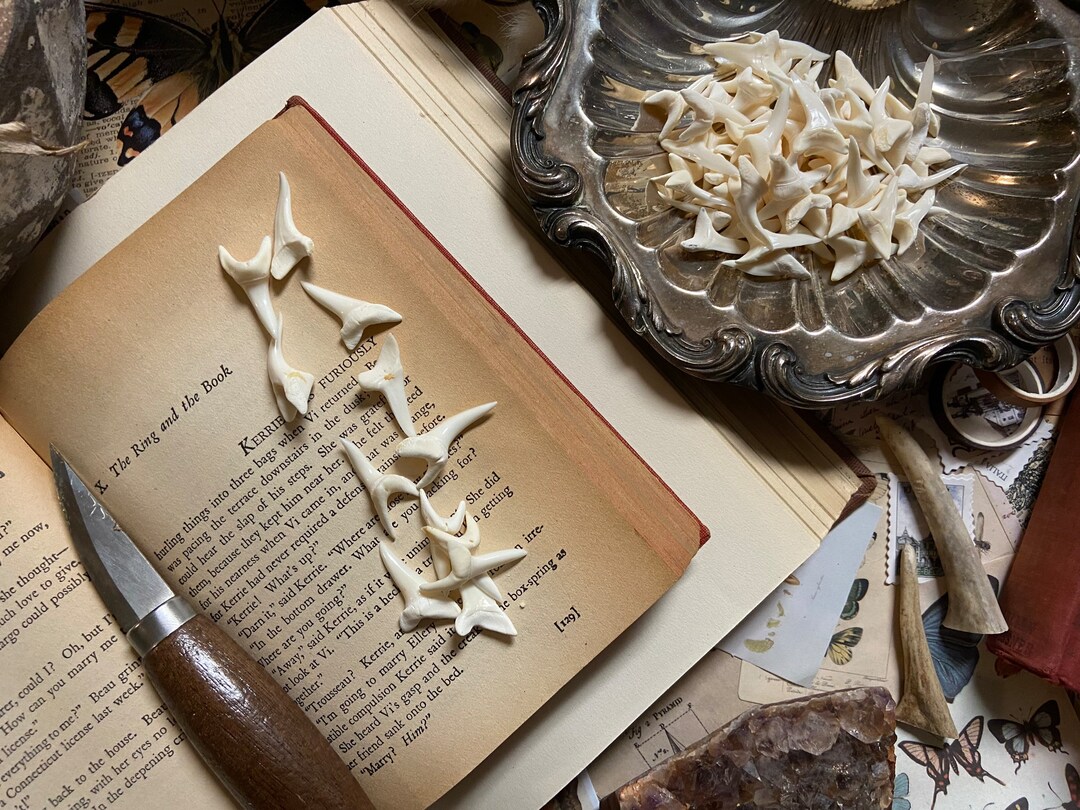 White Mako Shark Teeth | Real Shark Tooth| Curiosity Cabinet| Jewelry ...