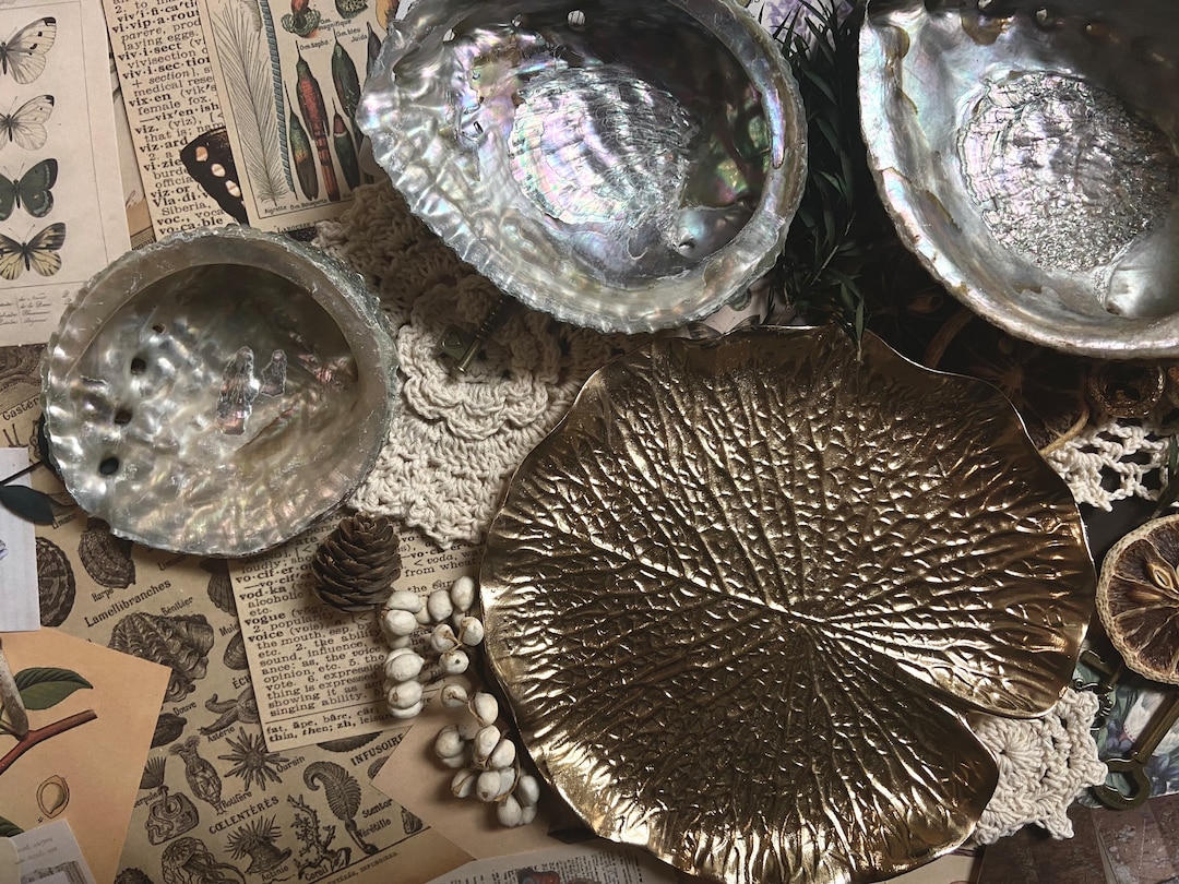 Pink Abalone Shells Haliotis Corrugata Commercial Grade - Etsy