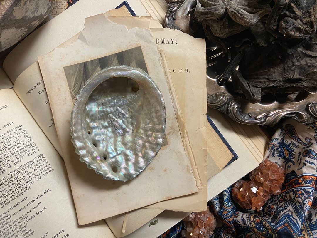 Pink Abalone Shells | Haliotis Corrugata | Commercial Grade With ...
