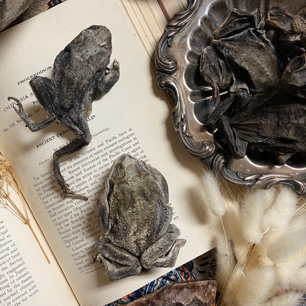 Taxidermy Jewelry - Etsy