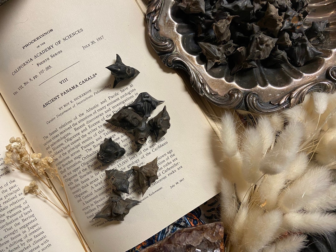 Devil Pod Seed | Water Chestnut Seeds | Bat Nut | Caltrop | Crafting ...