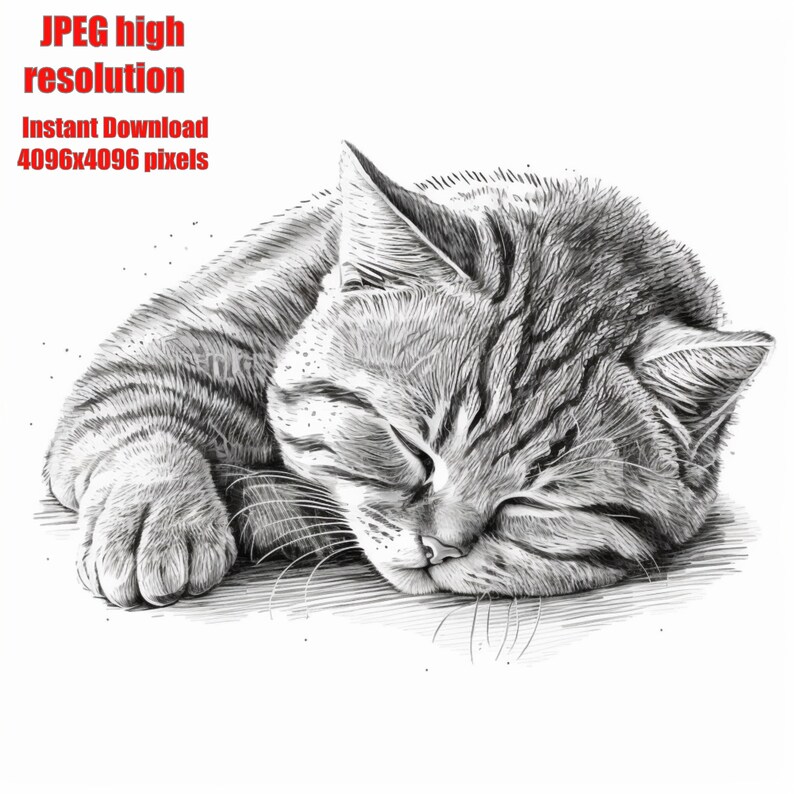 Tabby Cat Sketch Clipart 10 High Resolution S Digital Download Etsy