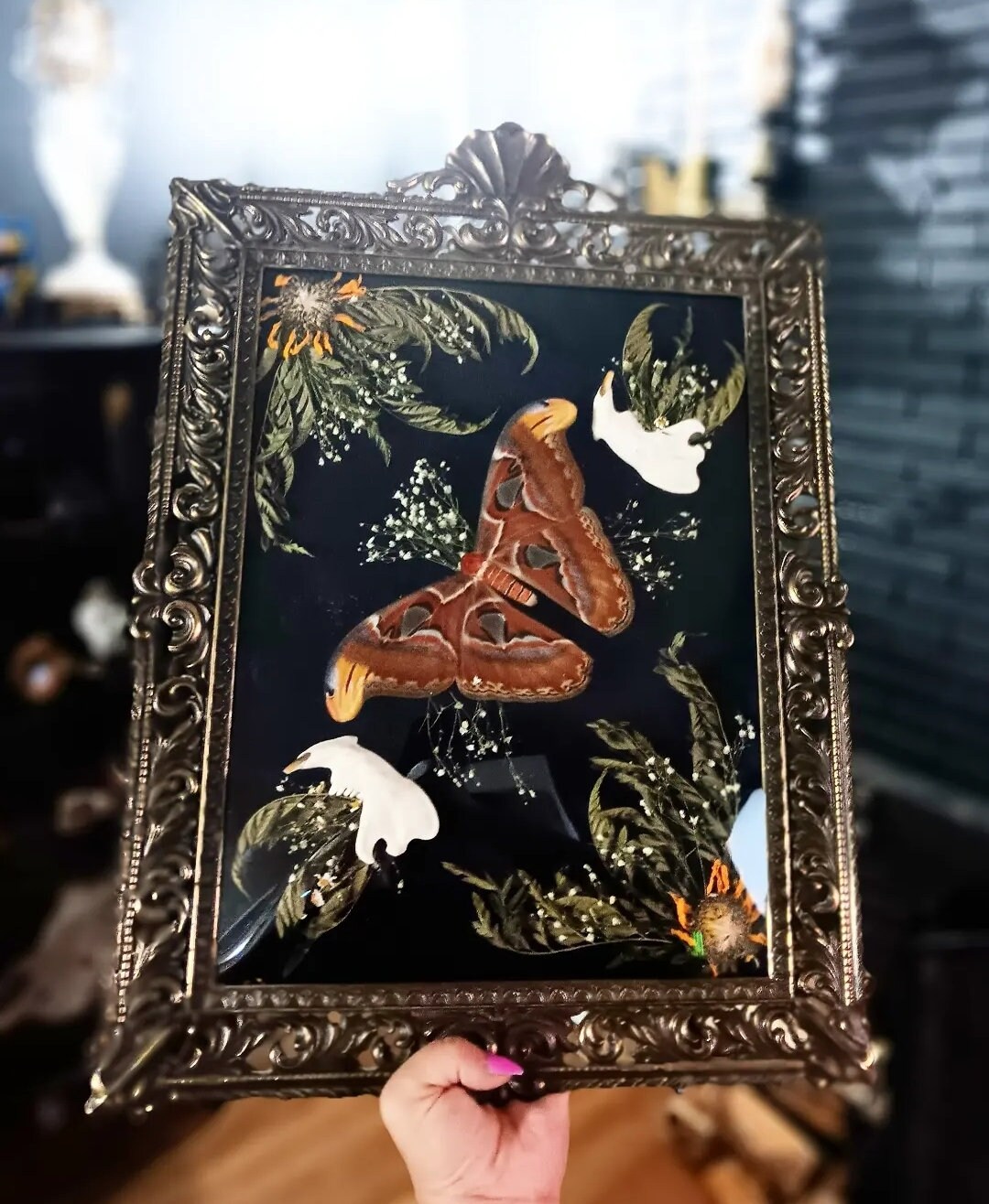 Large Vintage Framed Atlas Moth - Etsy