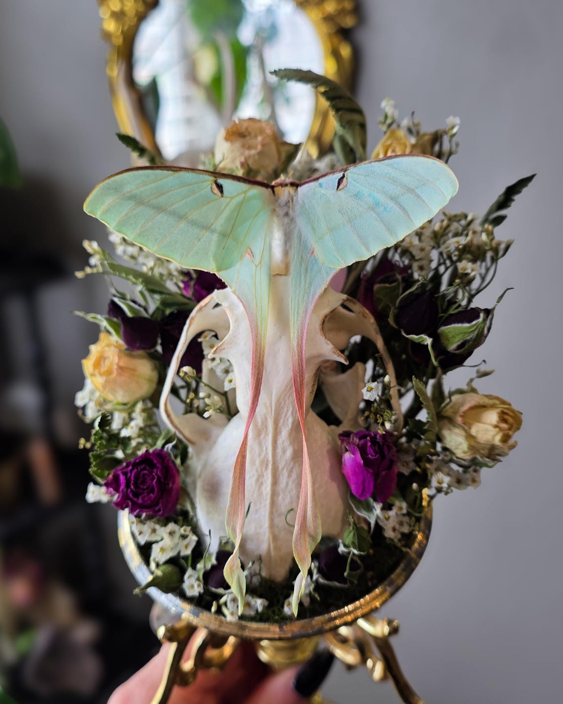 Dubernardi Moon Moth Skull Quartz Vintage Globe - Etsy