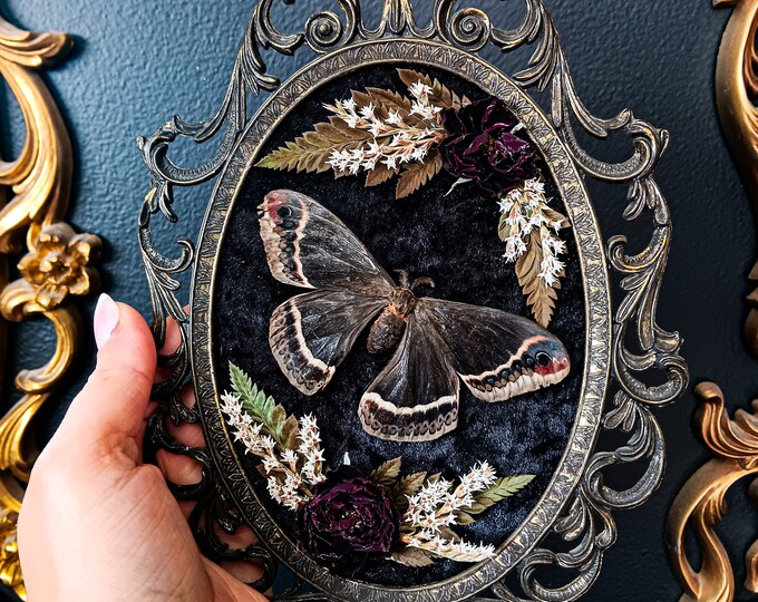 Goth Moth in Vintage Frame - Etsy