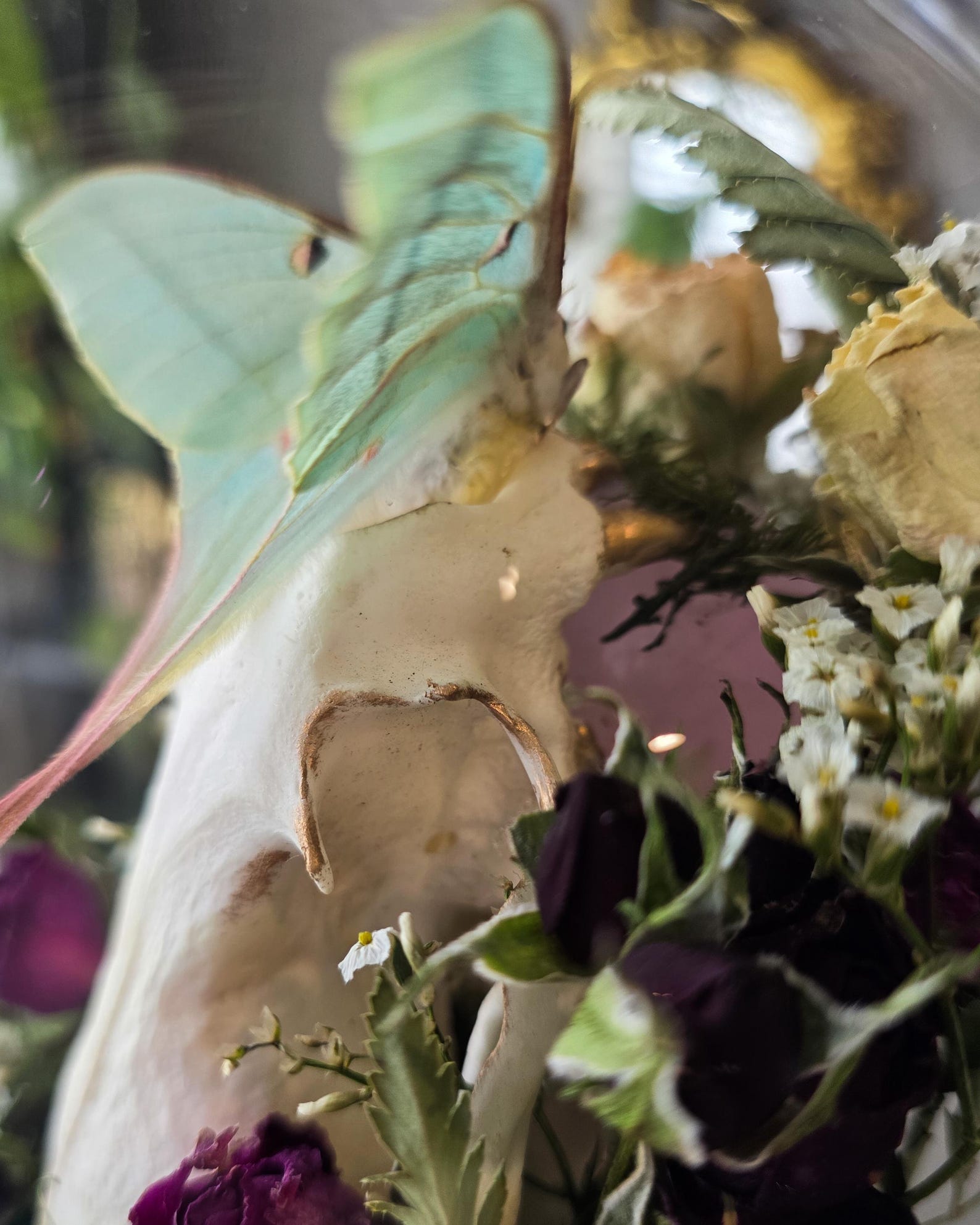 Dubernardi Moon Moth Skull Quartz Vintage Globe - Etsy