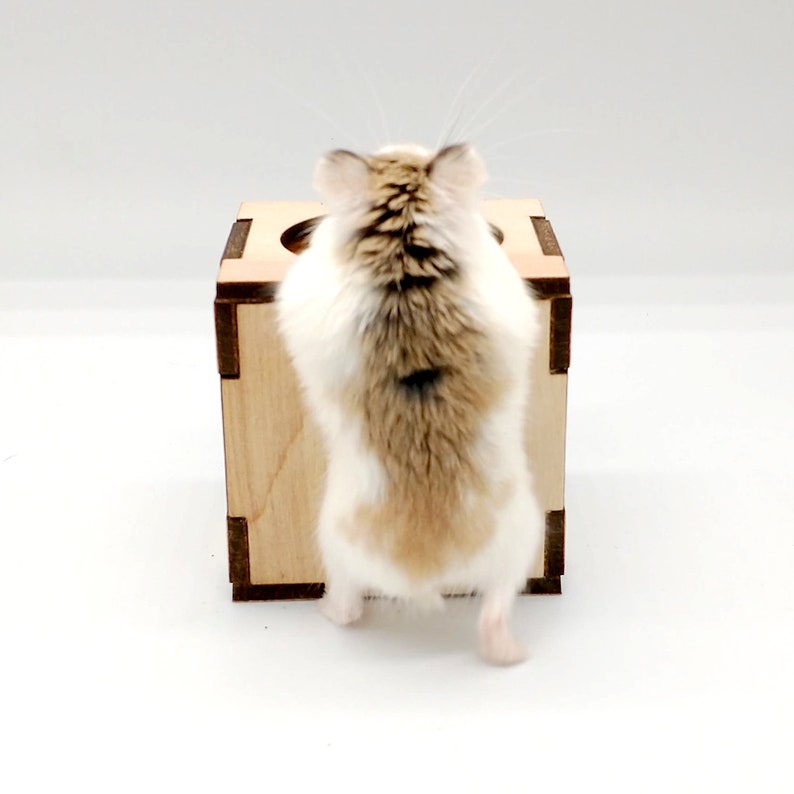 Dwarf Hamster Mouse Cubby Home - Etsy