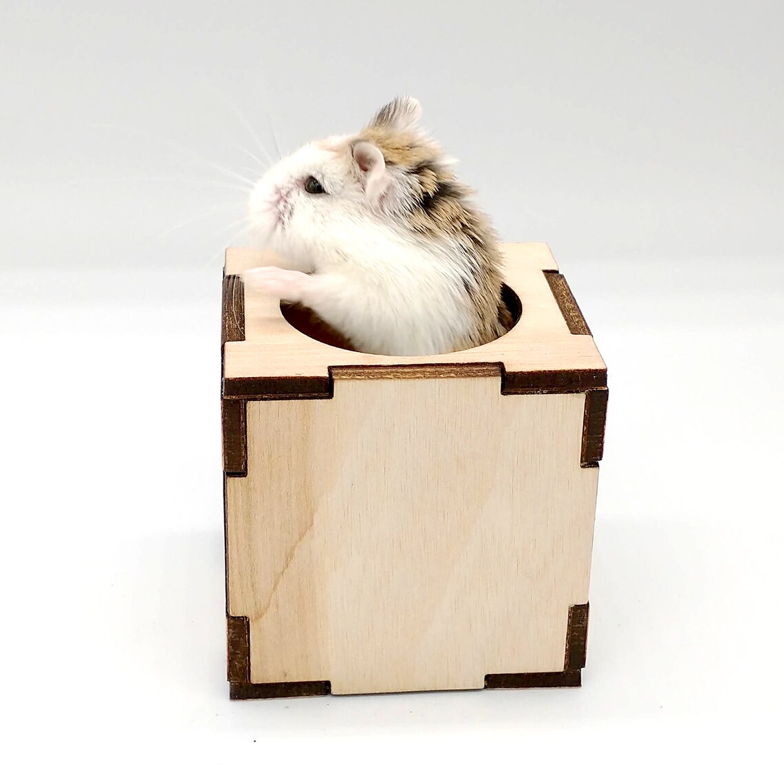 Dwarf Hamster Mouse Cubby Home - Etsy