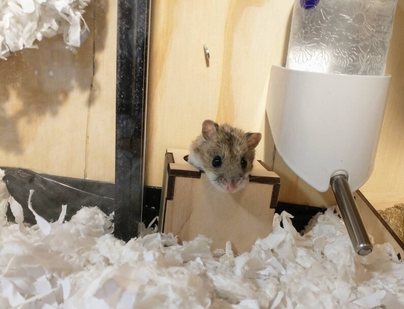 Dwarf Hamster Mouse Cubby Home - Etsy