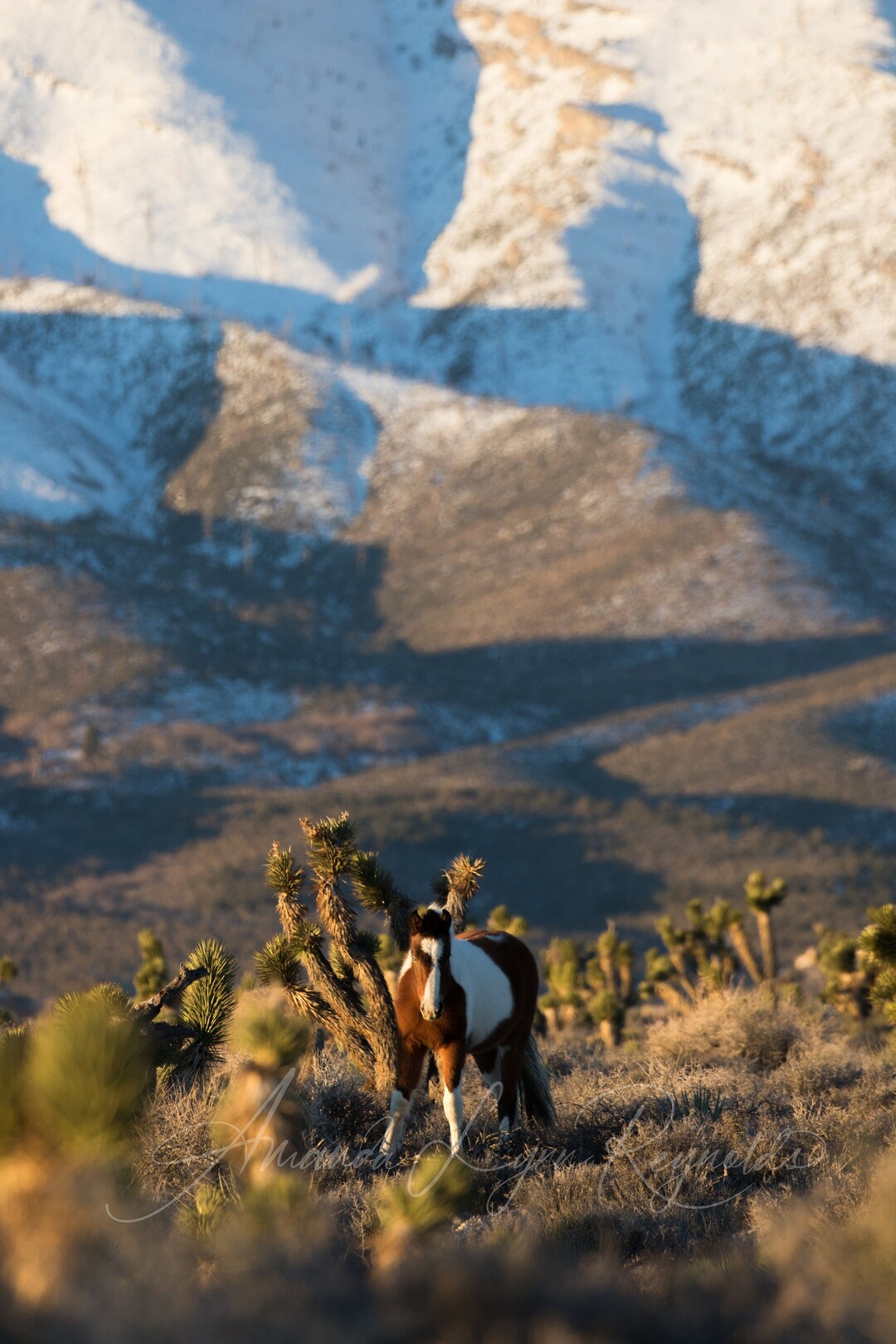 Wild Mustang Paint Custom Canvas or Print - Etsy