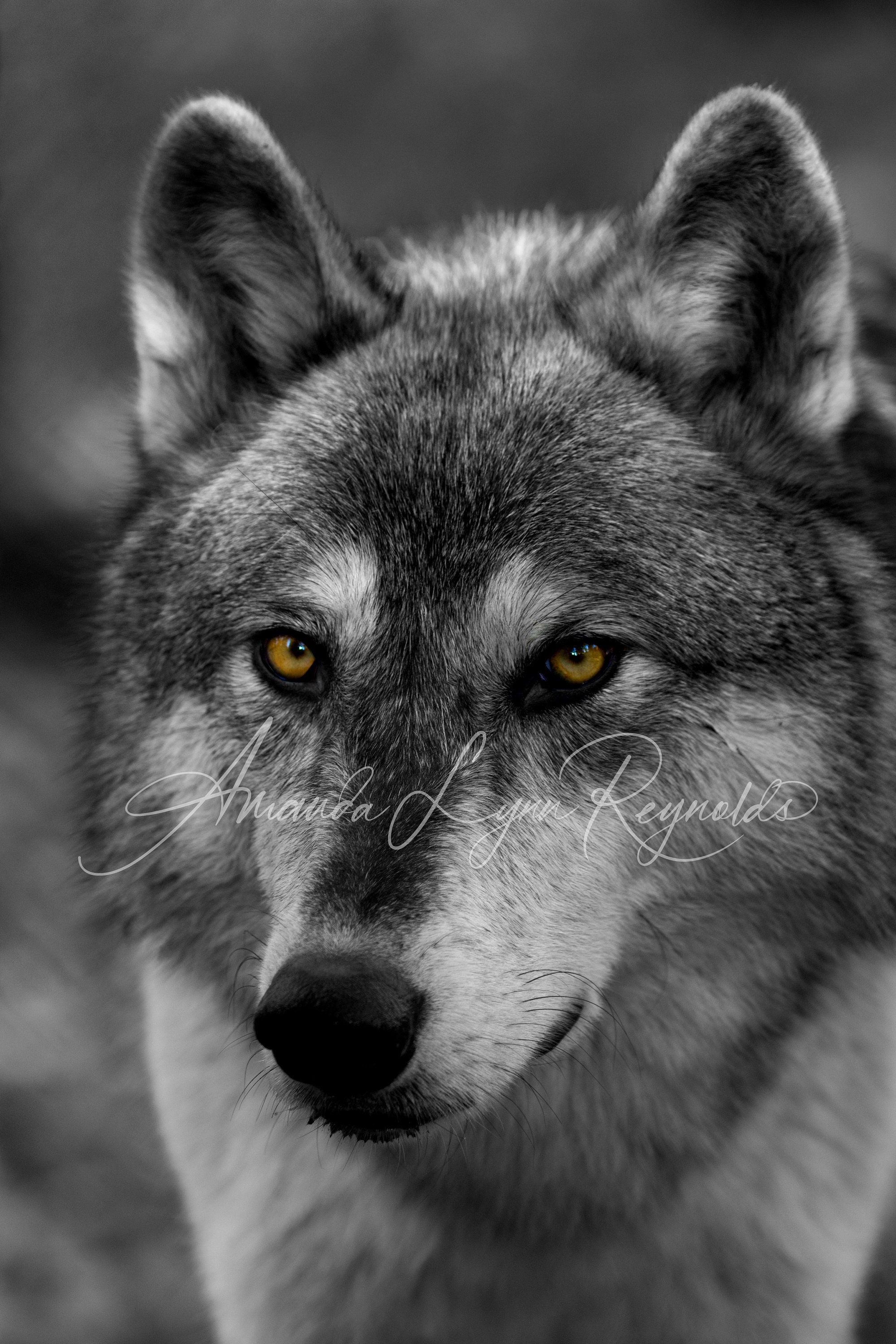 Timberwolf Colored Eyes Custom Canvas or Print - Etsy