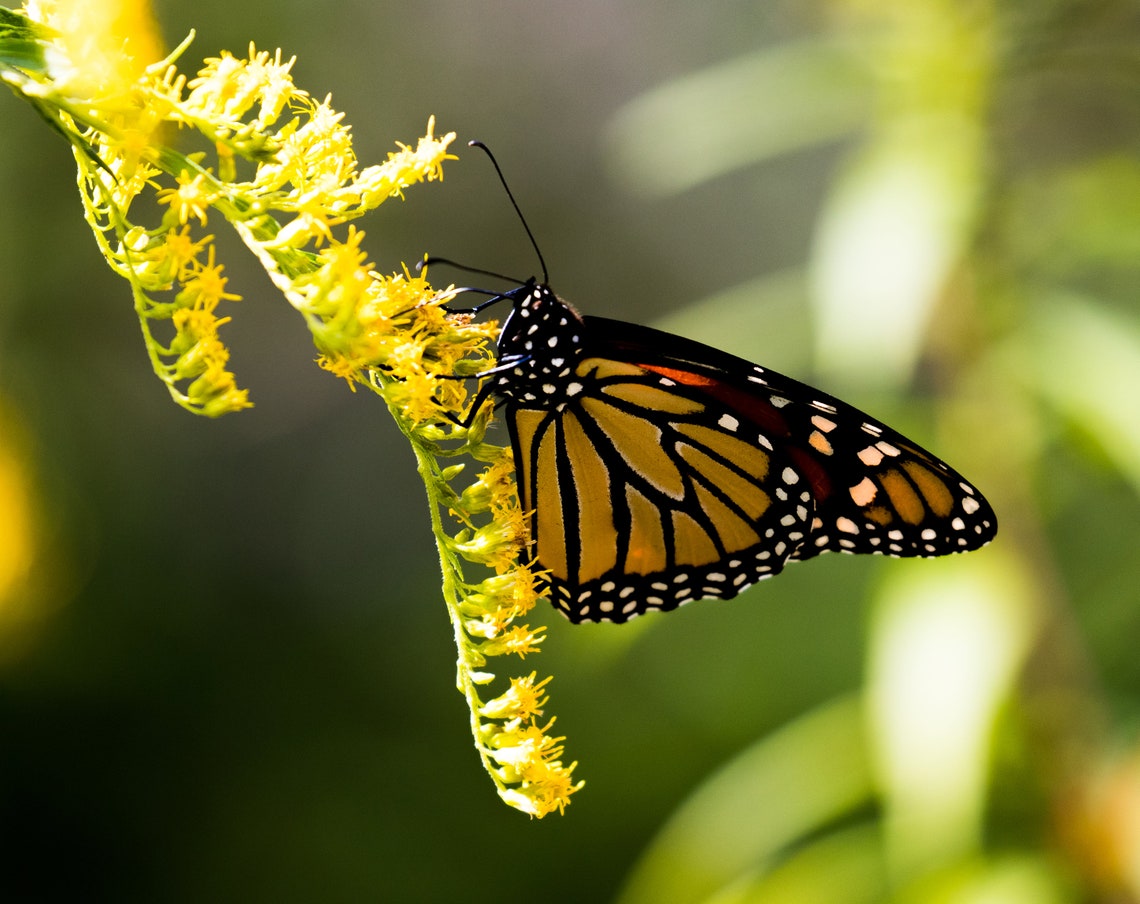 Monarch Butterfly on Canadian Goldenrod - Etsy