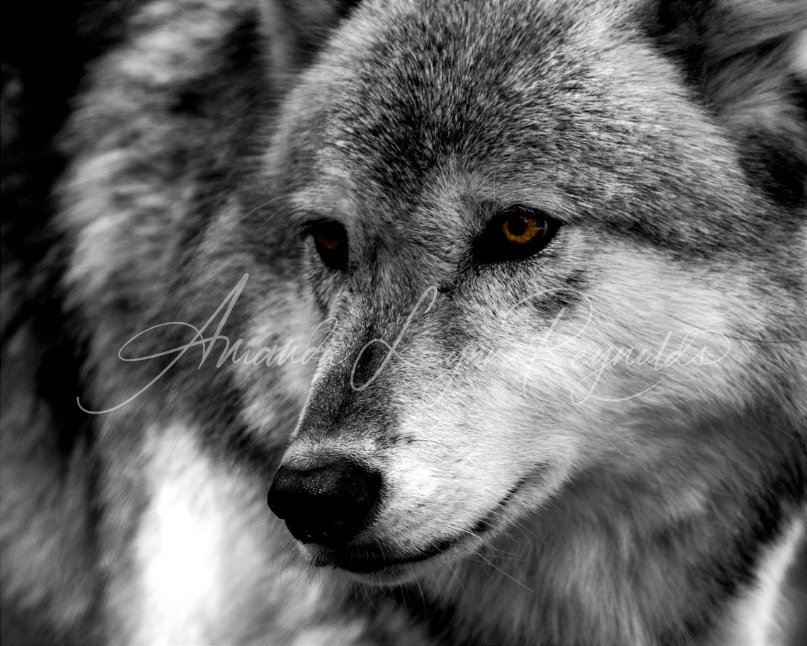 Timberwolf Eyes Custom Canvas or Print - Etsy