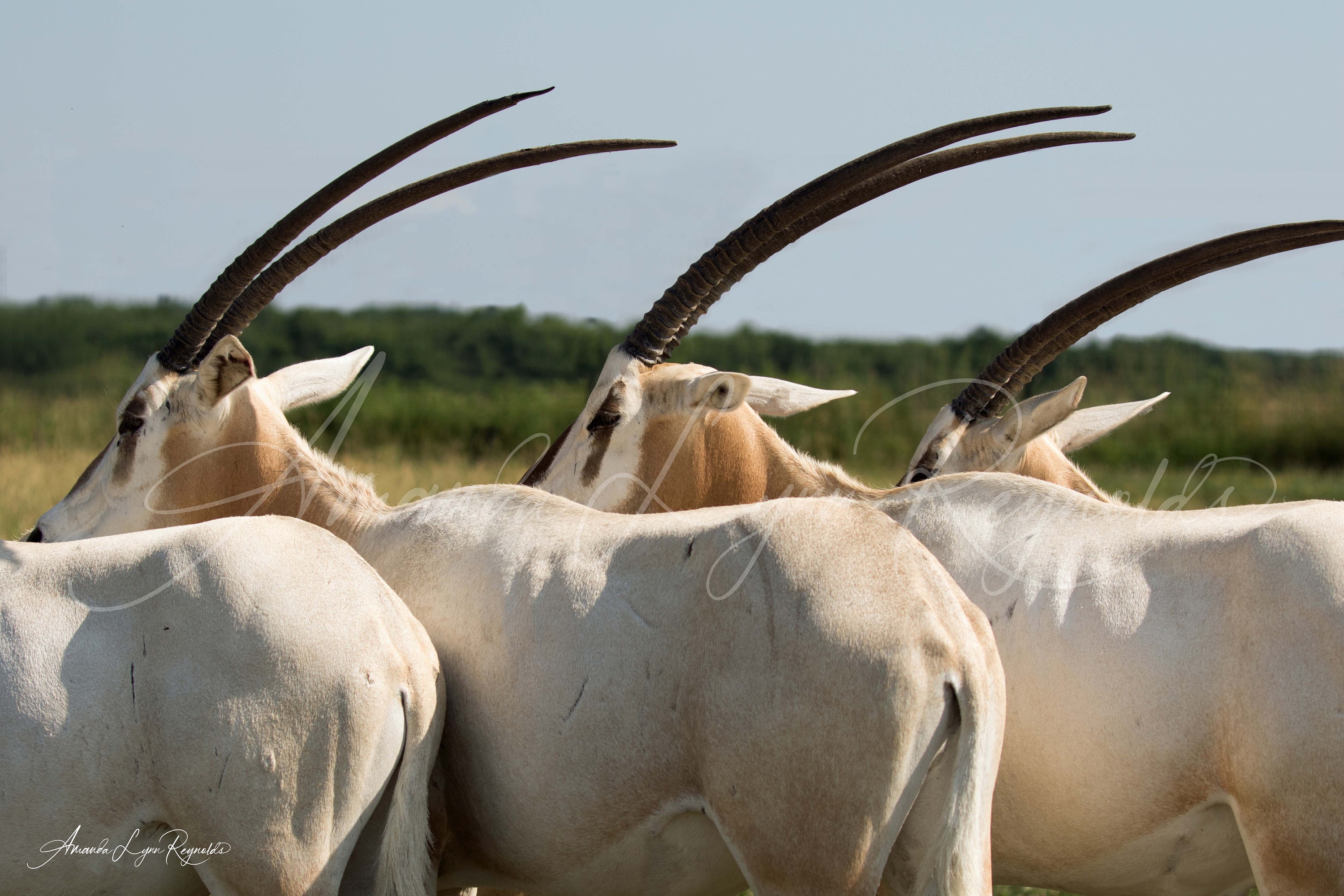 Scimitar- Horned Oryx Custom Canvas or Print - Etsy