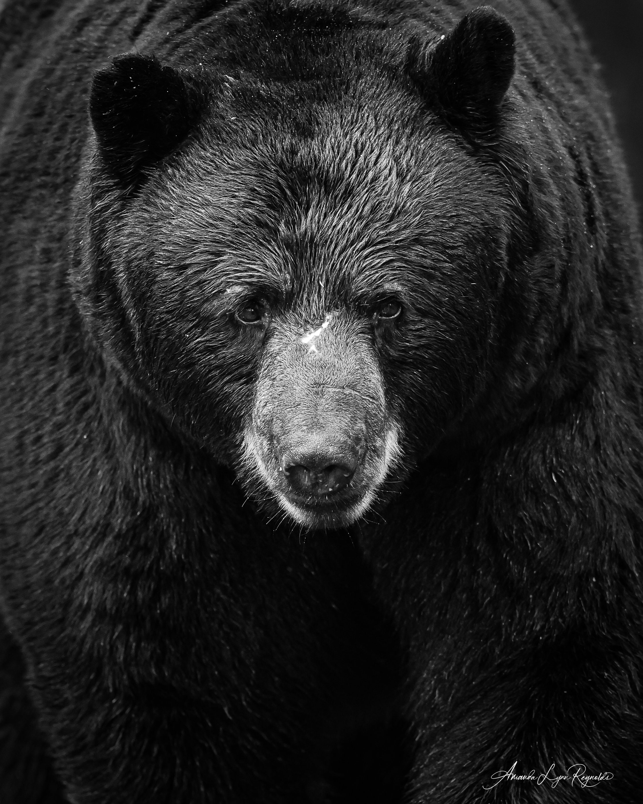 Black and White Black Bear Close up Custom Canvas or Print - Etsy