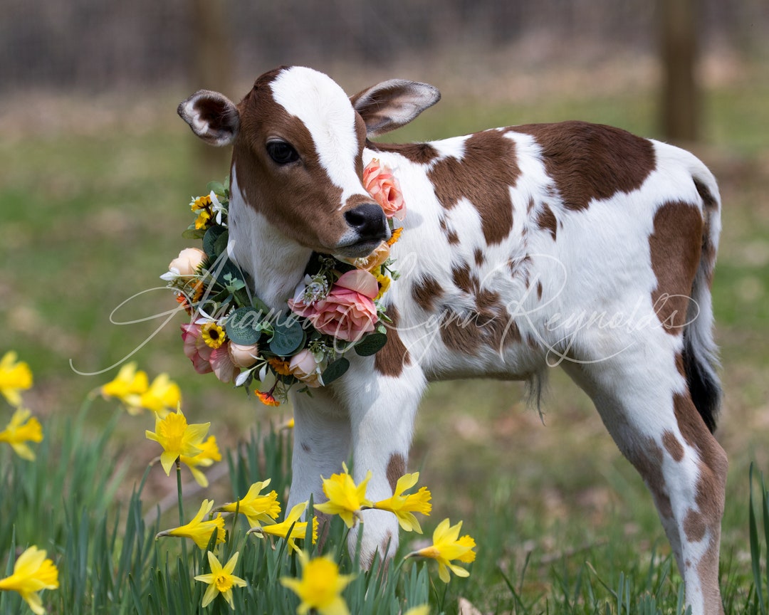 Micro Miniature Full Body Calf With Flowers Custom Print or Canvas - Etsy