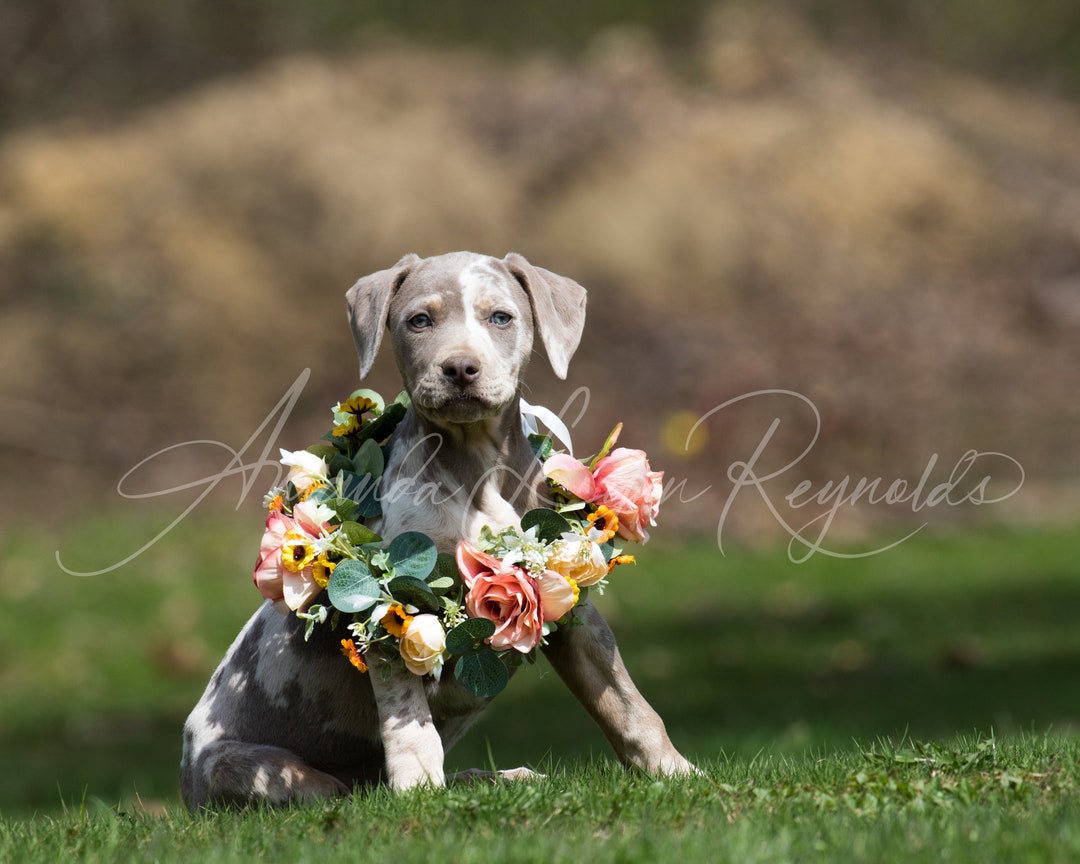 Louisiana Catahoula Leopard Dog Puppy With Flowers Custom Print or ...