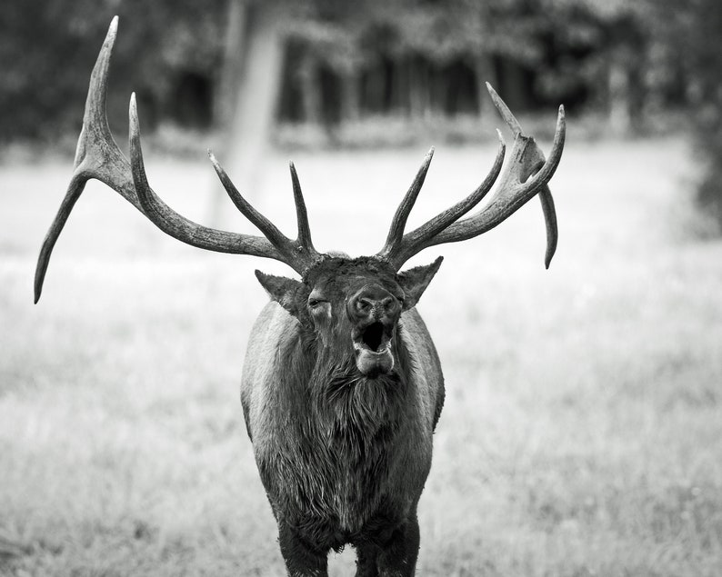 Black and White Bull Elk Bugle Close up Custom Canvas or Print - Etsy