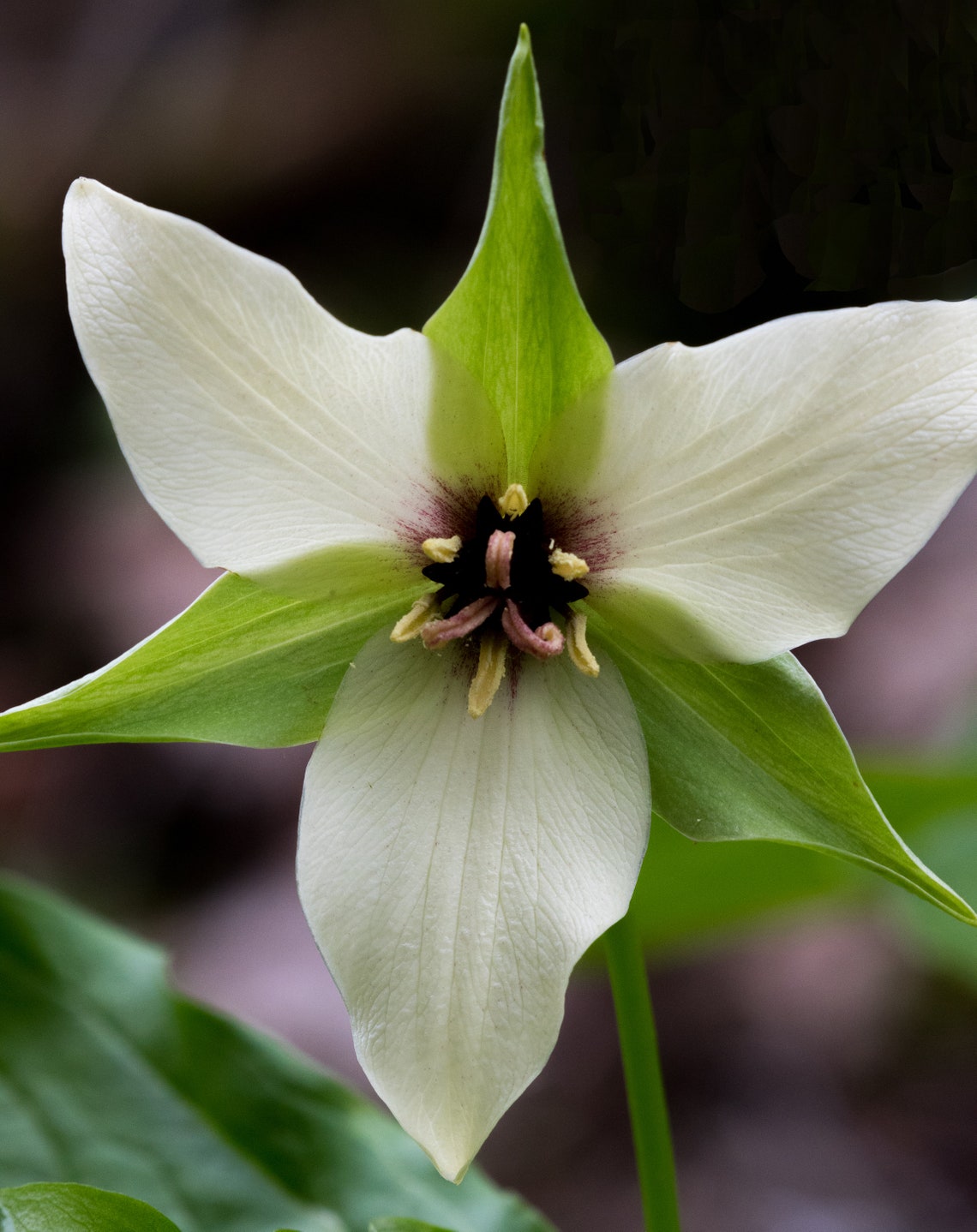 White Trillium Flower - Etsy