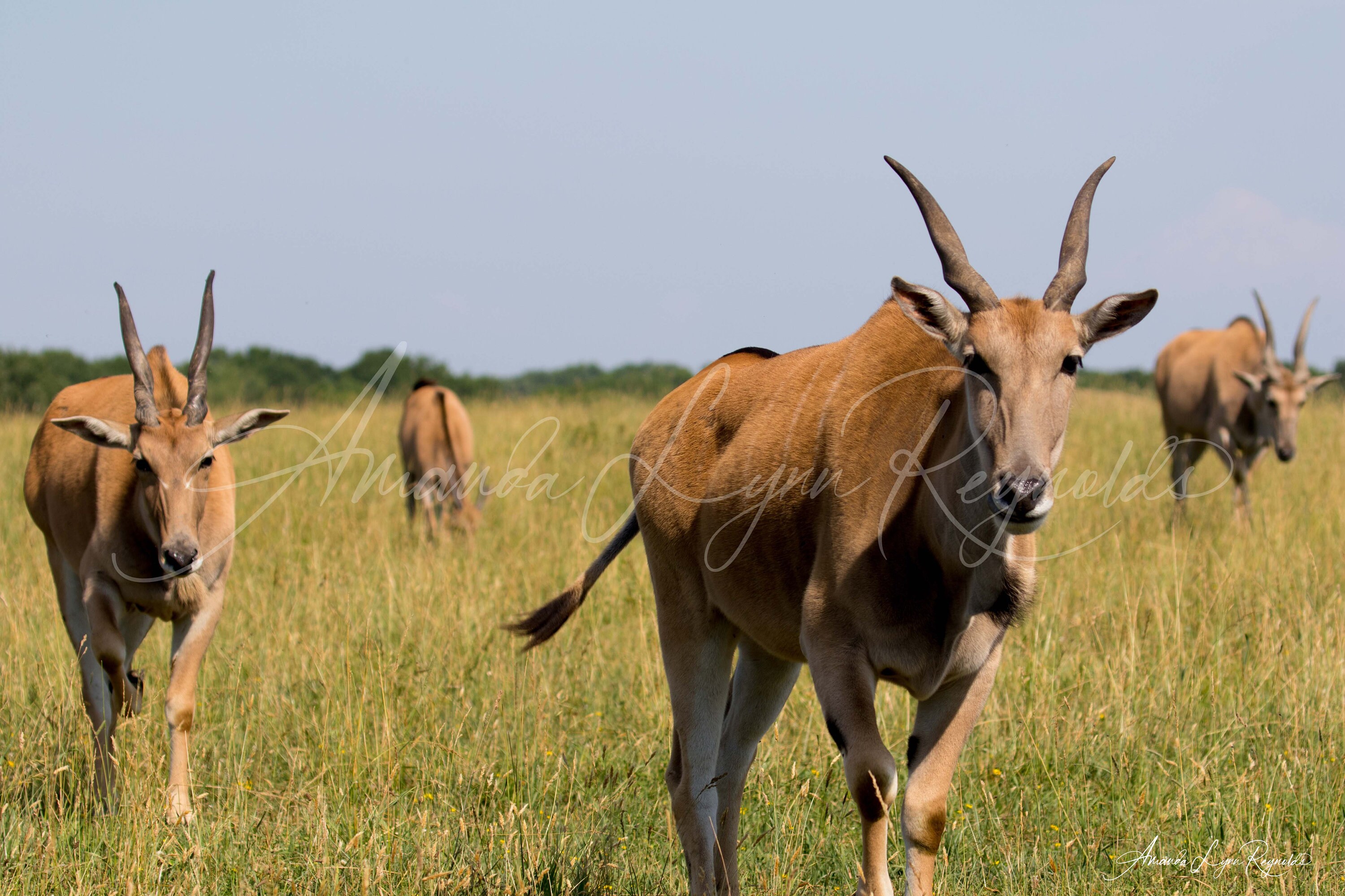 Eland Herd Custom Canvas or Print - Etsy