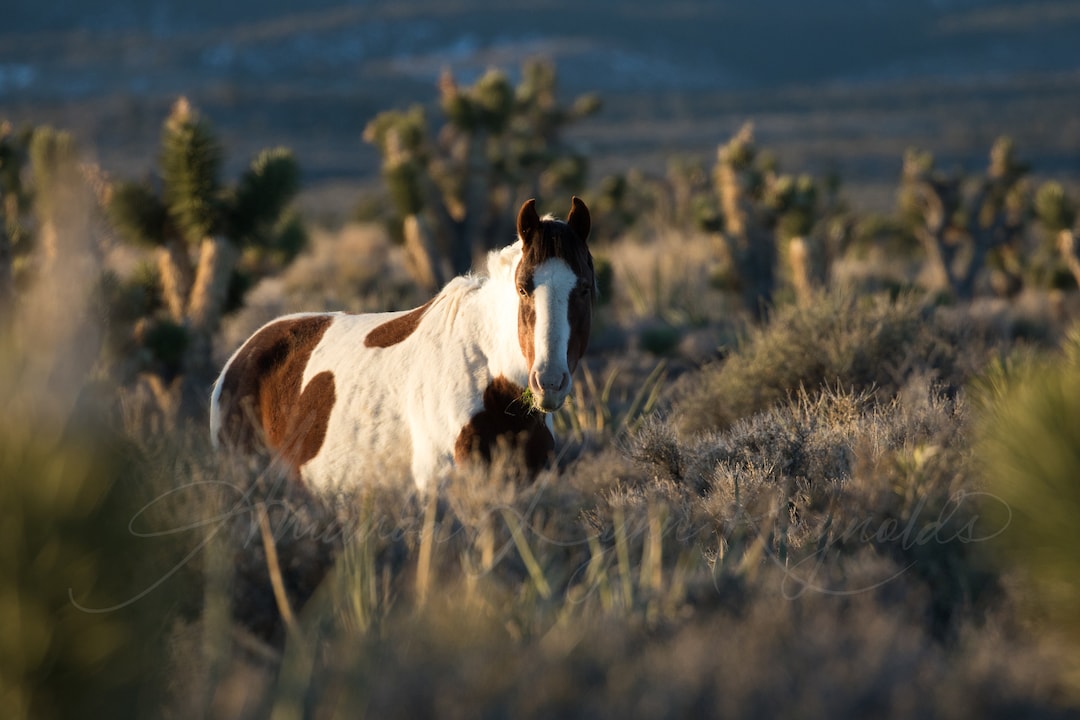 Wild Mustang Brown and White Paint Custom Canvas or Print - Etsy