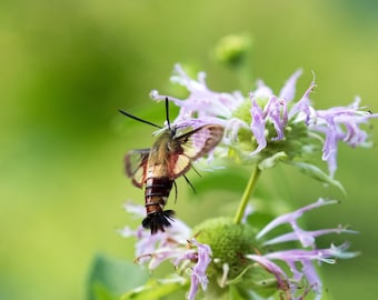 Real Furry Hummingbird Clearwing Moth Framed Taxidermy - Hemaris Thysbe ...