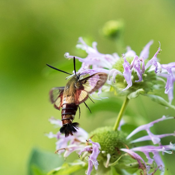 Hummingbird Moth - Etsy